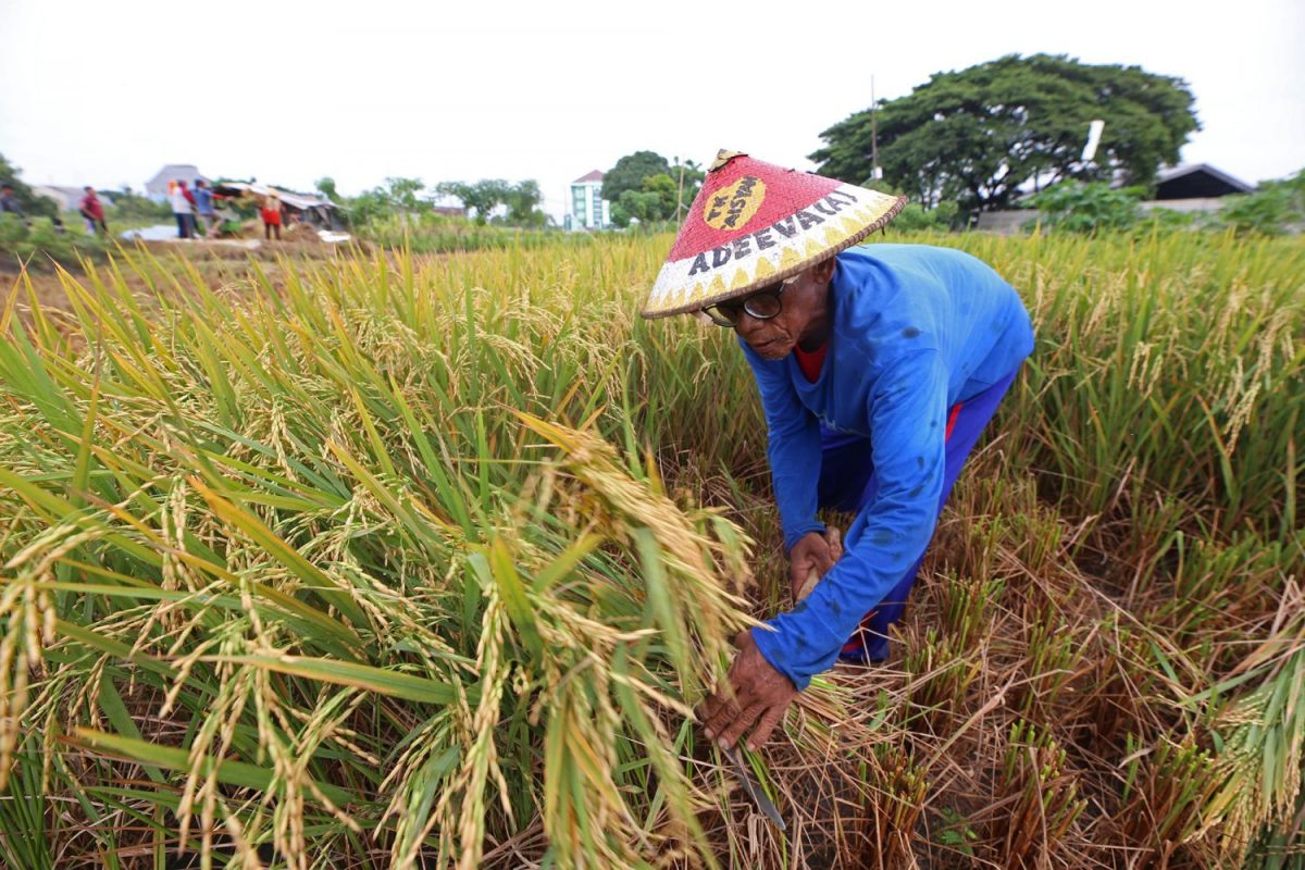 Panen Raya, Kelurahan Made Surabaya Hasilkan 3 Ton Padi untuk Kebutuhan ...