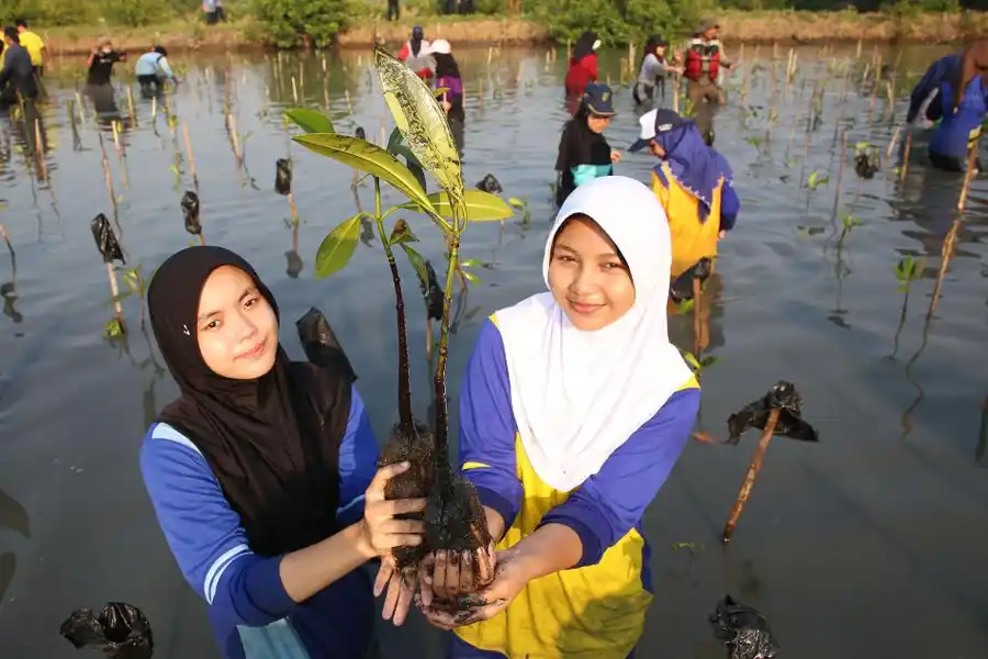 Penanaman 3000 Bibit Mangrove Tandai Peringatan HUT ke-1 KRM Surabaya ... Penanaman 3000 Bibit Mangrove Tandai Peringatan HUT ke-1 KRM Surabaya ...